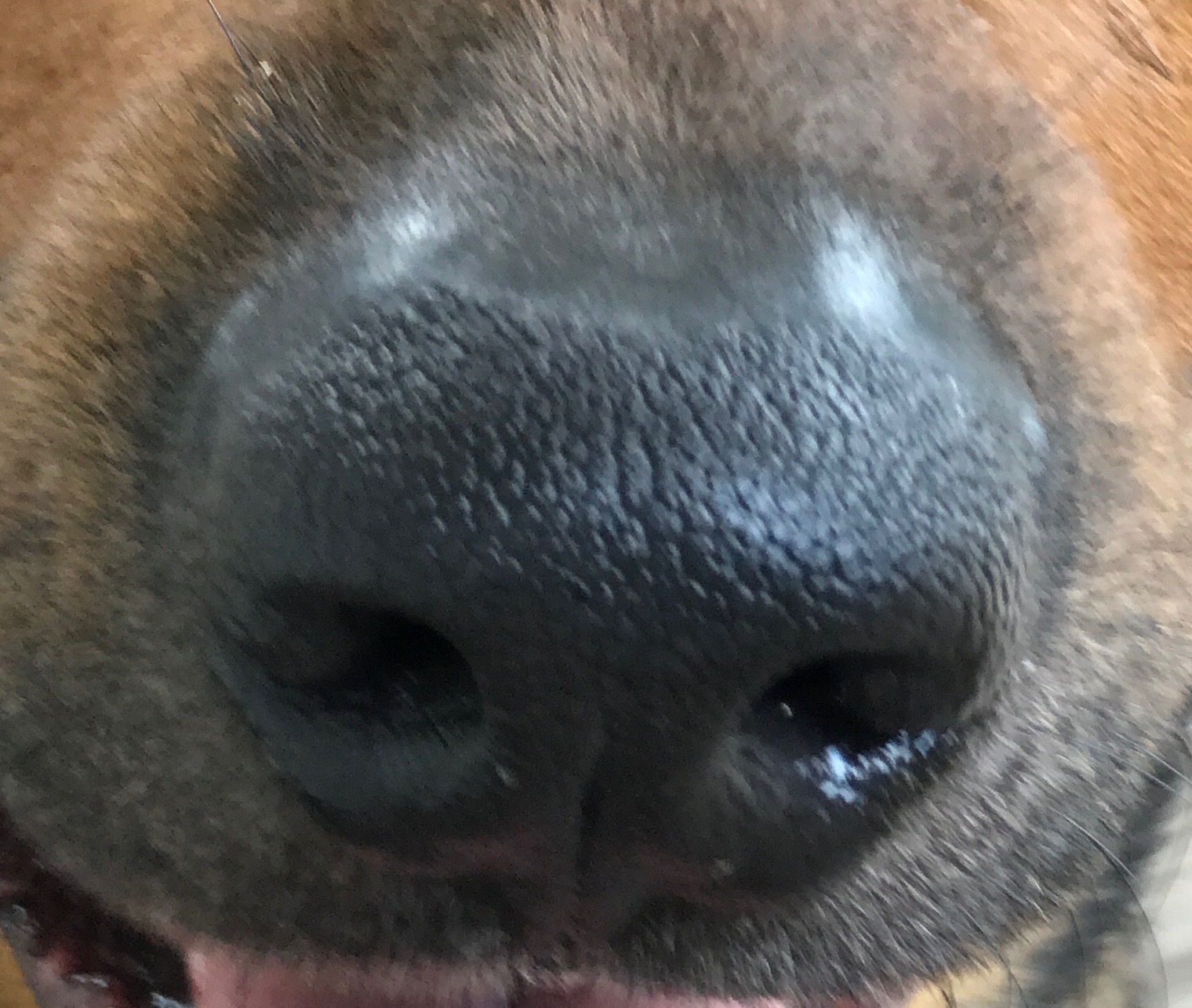 Nose Work – Dog Gone Right, LLC